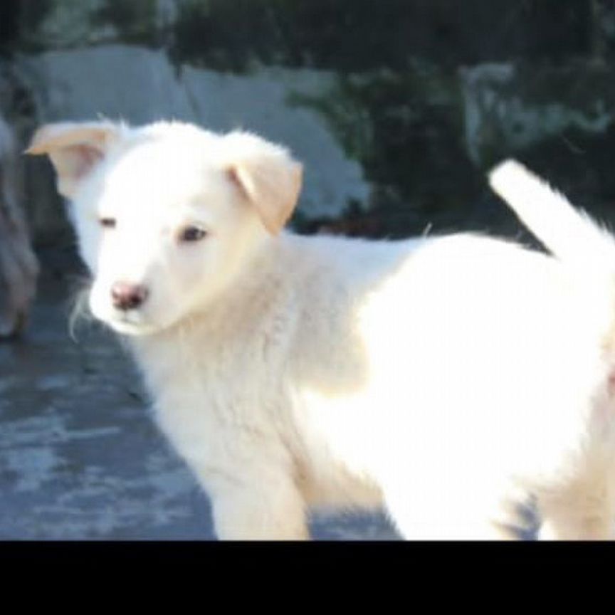 Щенок в добрые руки