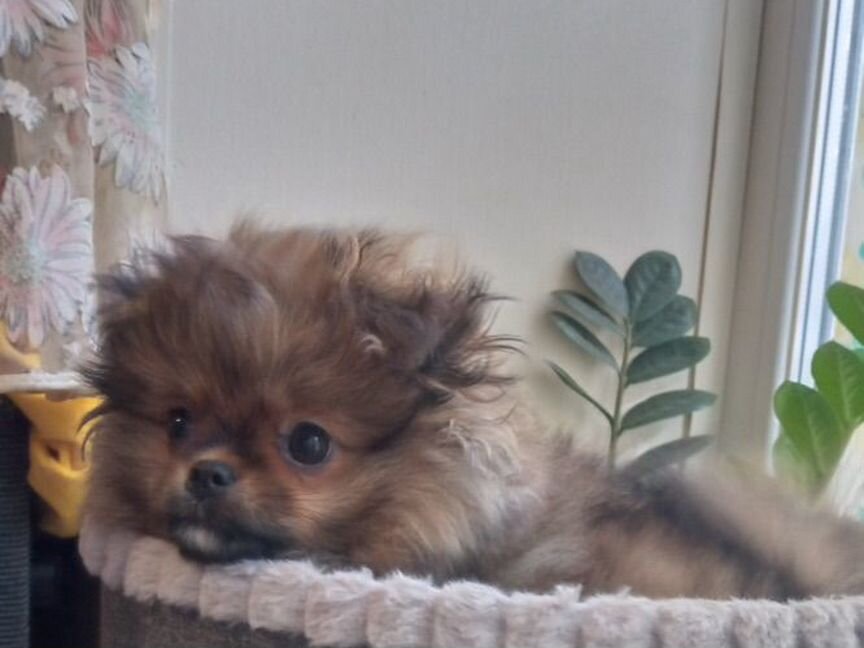 Маленькая собака шпиц,мальчик,продам