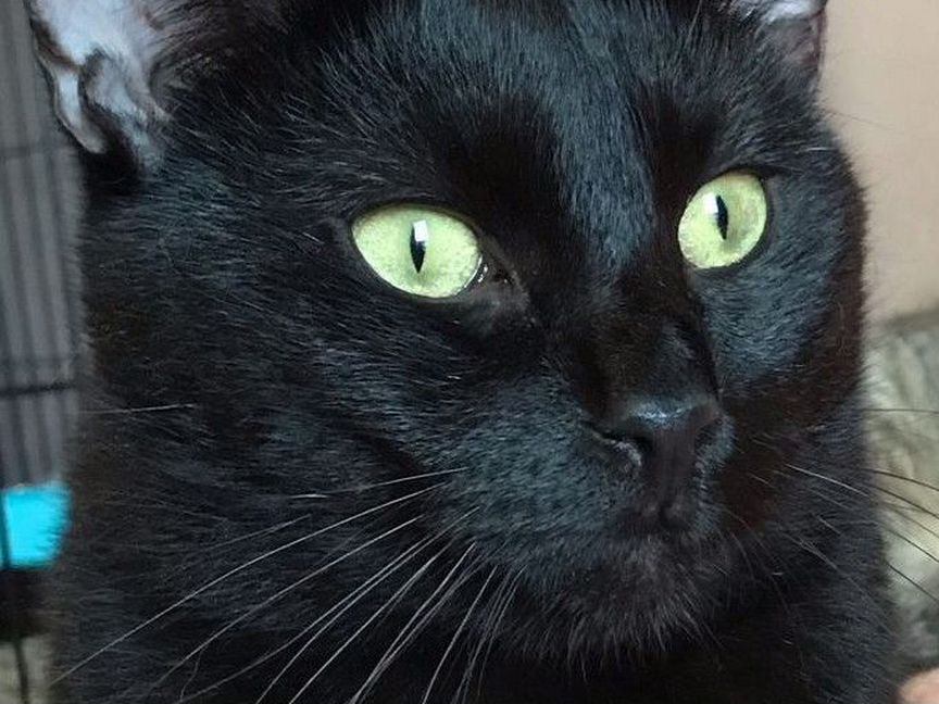 Молодой чёрный котик ищет свою семью