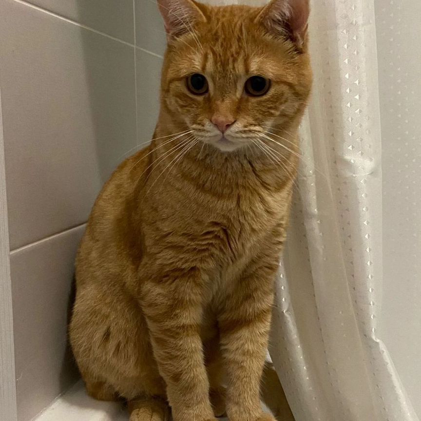 Котик рыжий Антошка