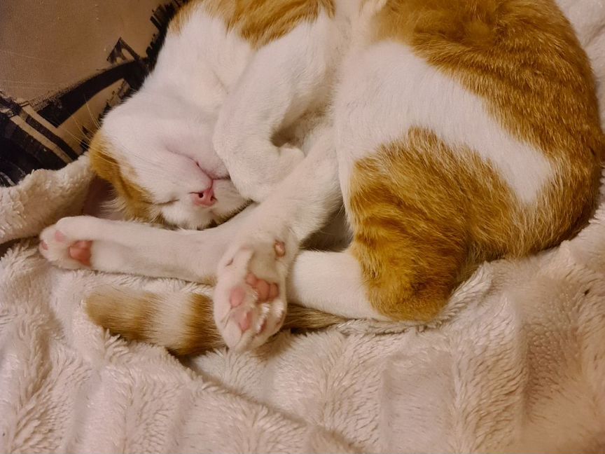 Котята в добрые руки мальчики рыжие