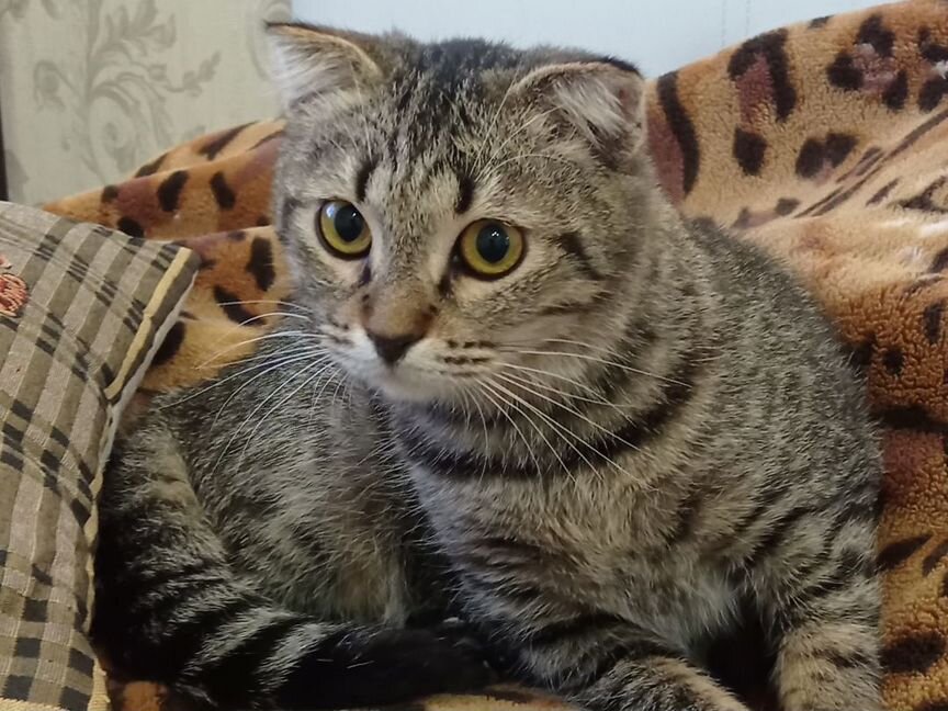 Красивая кошечка Муха
