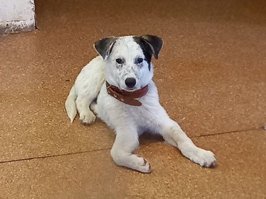 Бим ищет дом