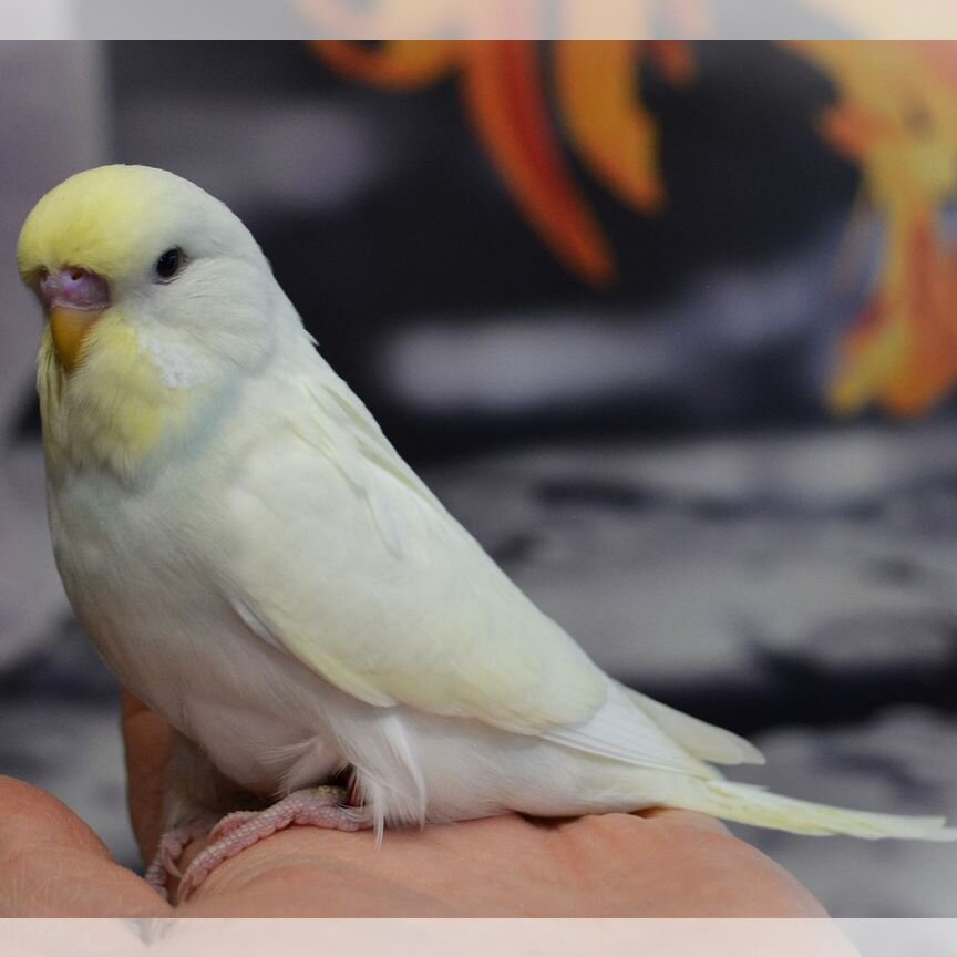 Птенцы волнистых попугаев - чехи