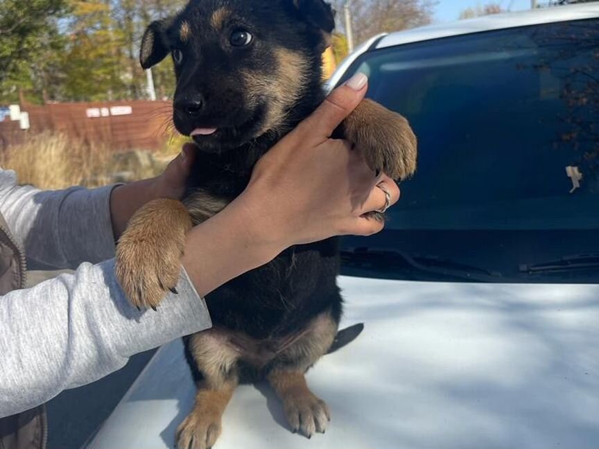 Симпатичный шенок- мальчик в поисках дома