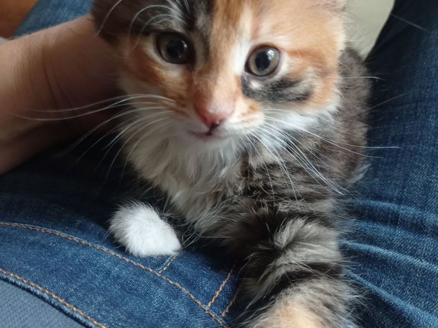 Котёнок трёхцветный девочка