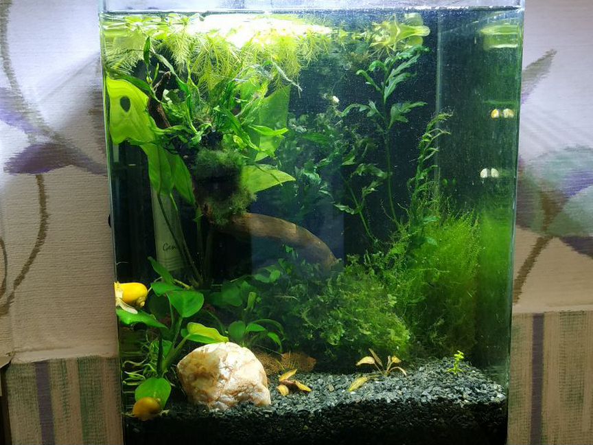 Аквариум куб Деннерле