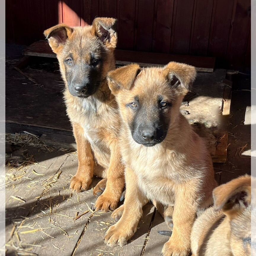 Щенки бельгийской овчарки малинуа