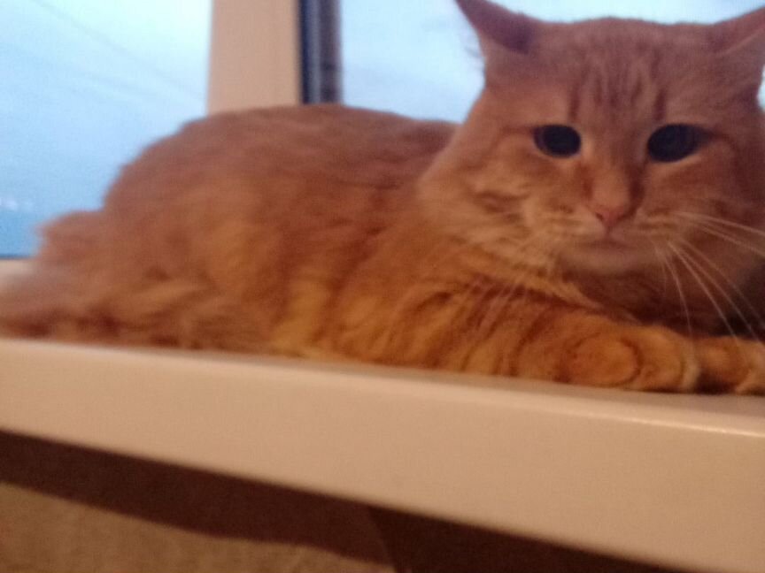 Кошка в дар