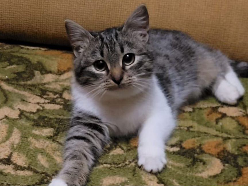 Красавчик в добрые руки