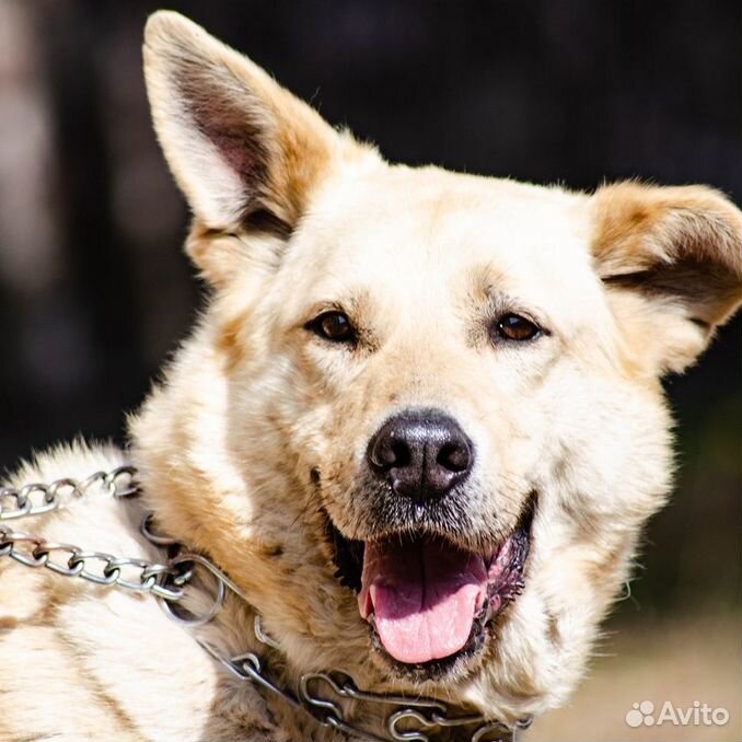 Грей В поисках дома