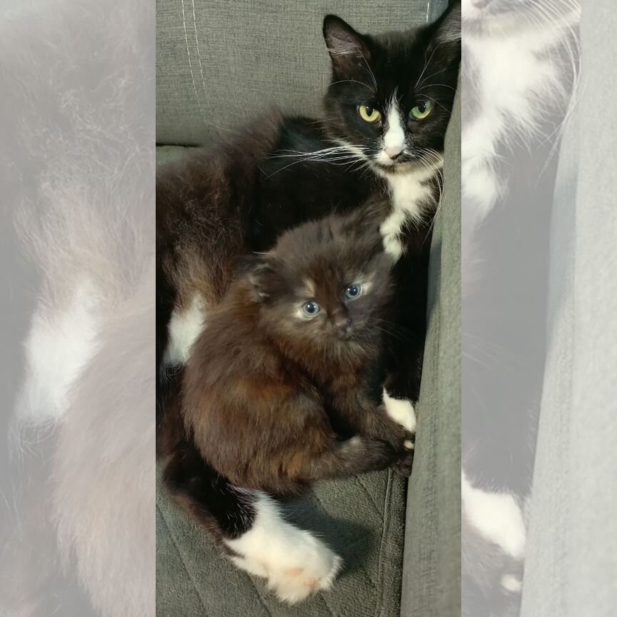 Котёнок в добрые руки