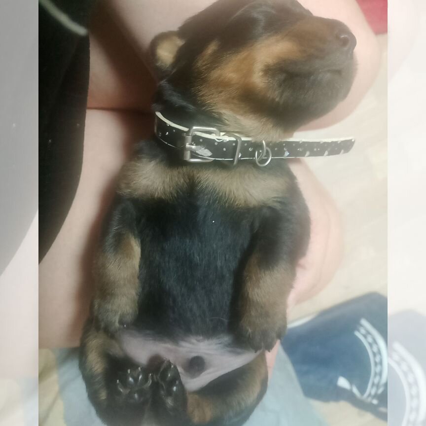 Ротвейлер, щенок