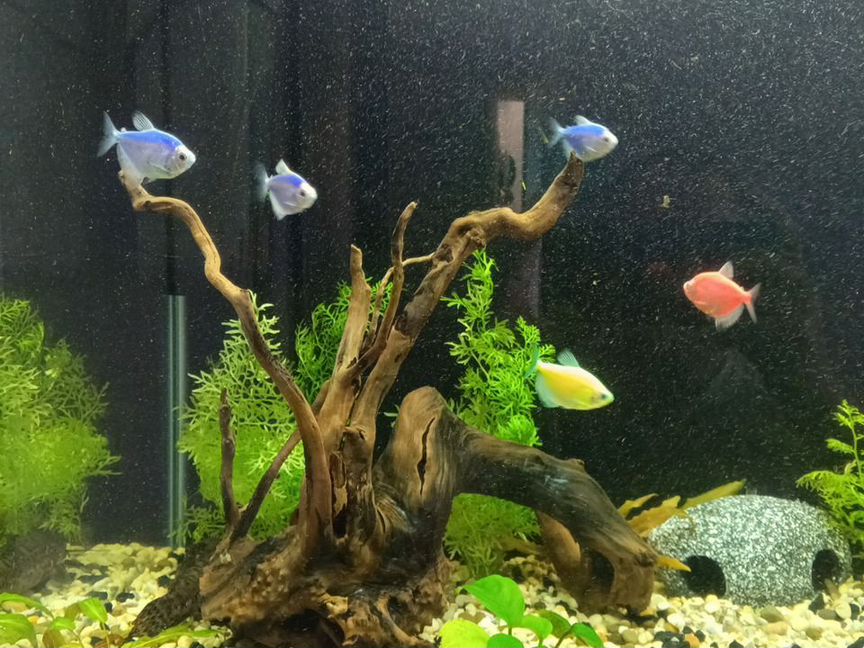 Рыбки тернеции