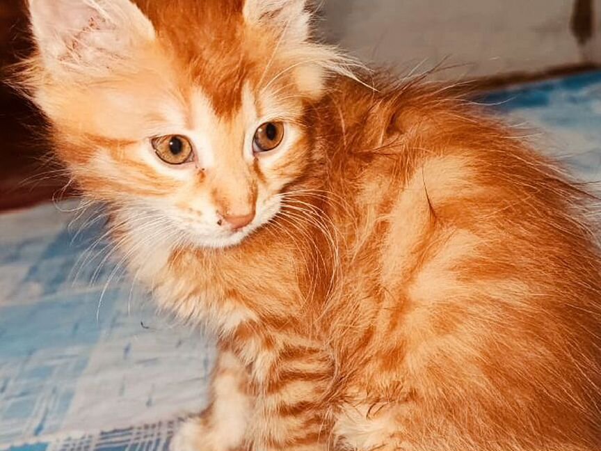 Рыжий котенок Максик