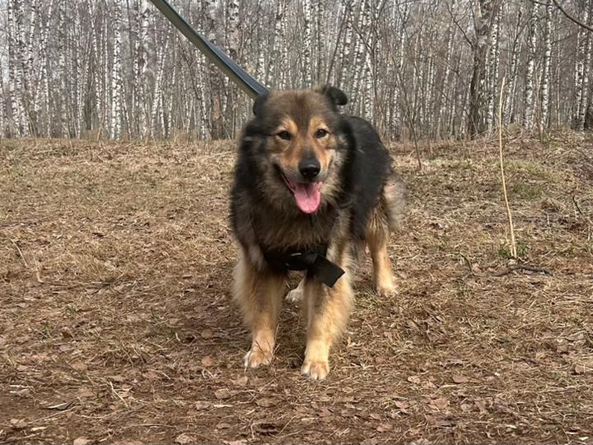 Красавец Кристофер живёт в приюте