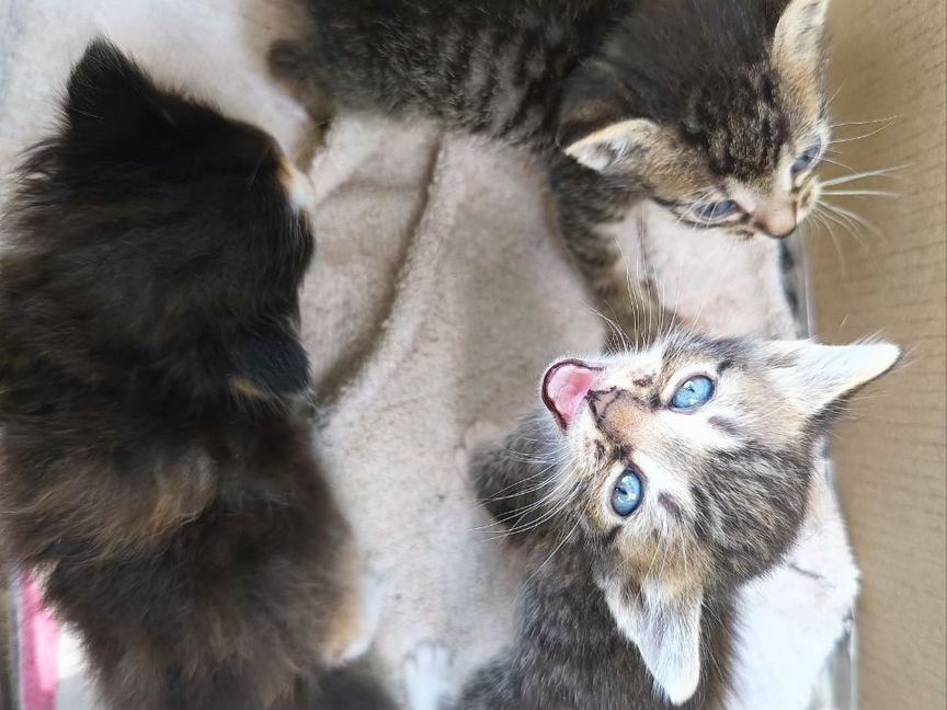 Котенок в дар бесплатно