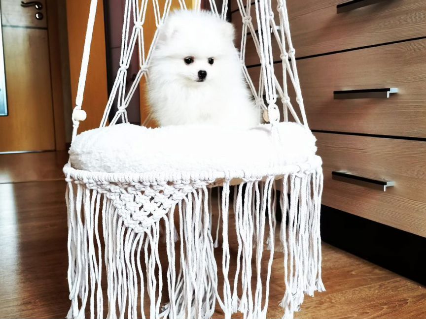 Померанский шпиц, девочка мини