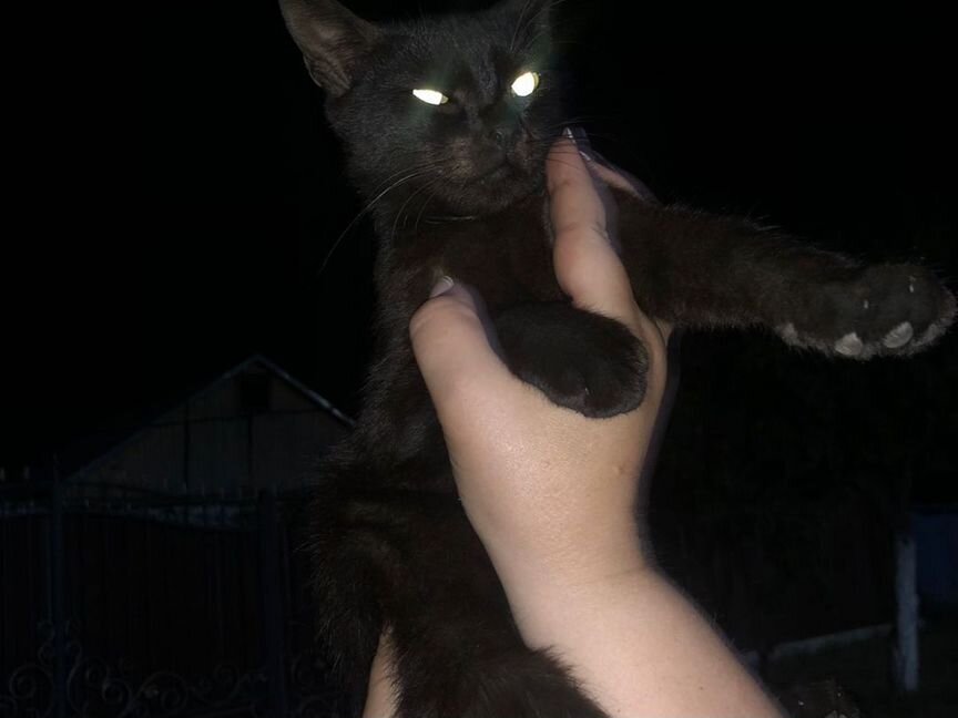 Кошка