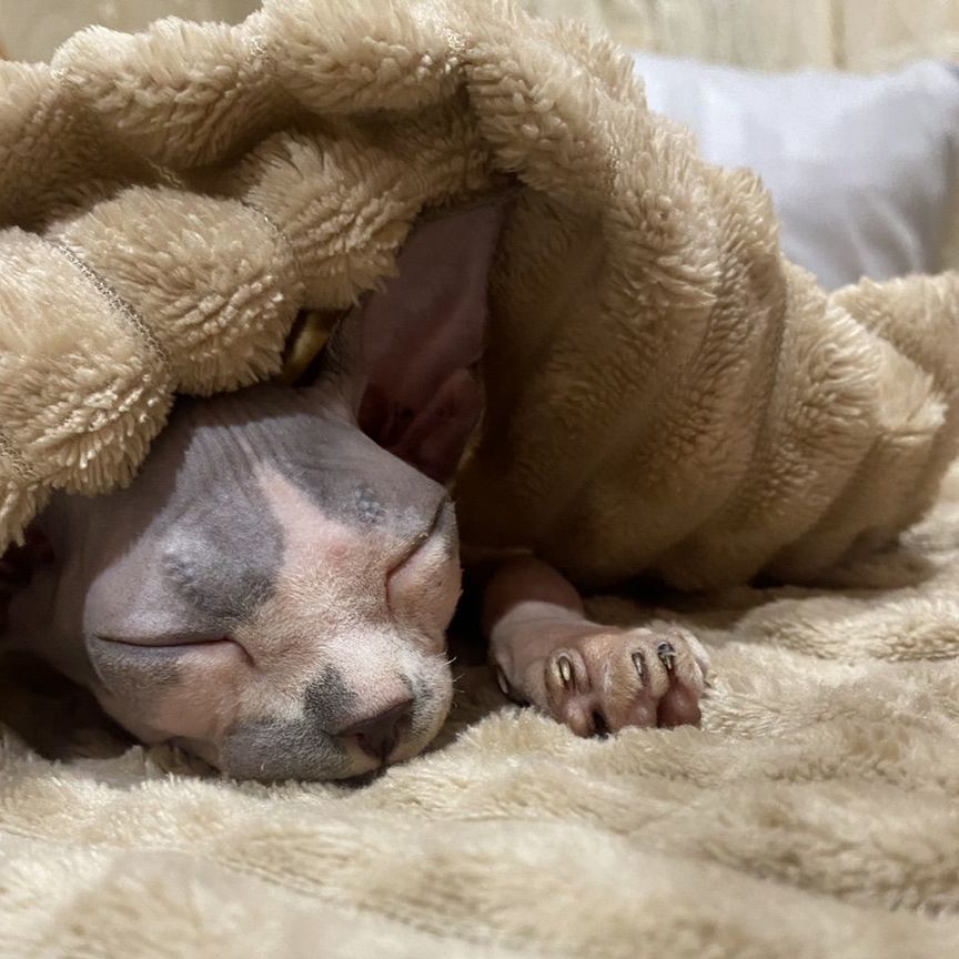 Кошечка сфинкс