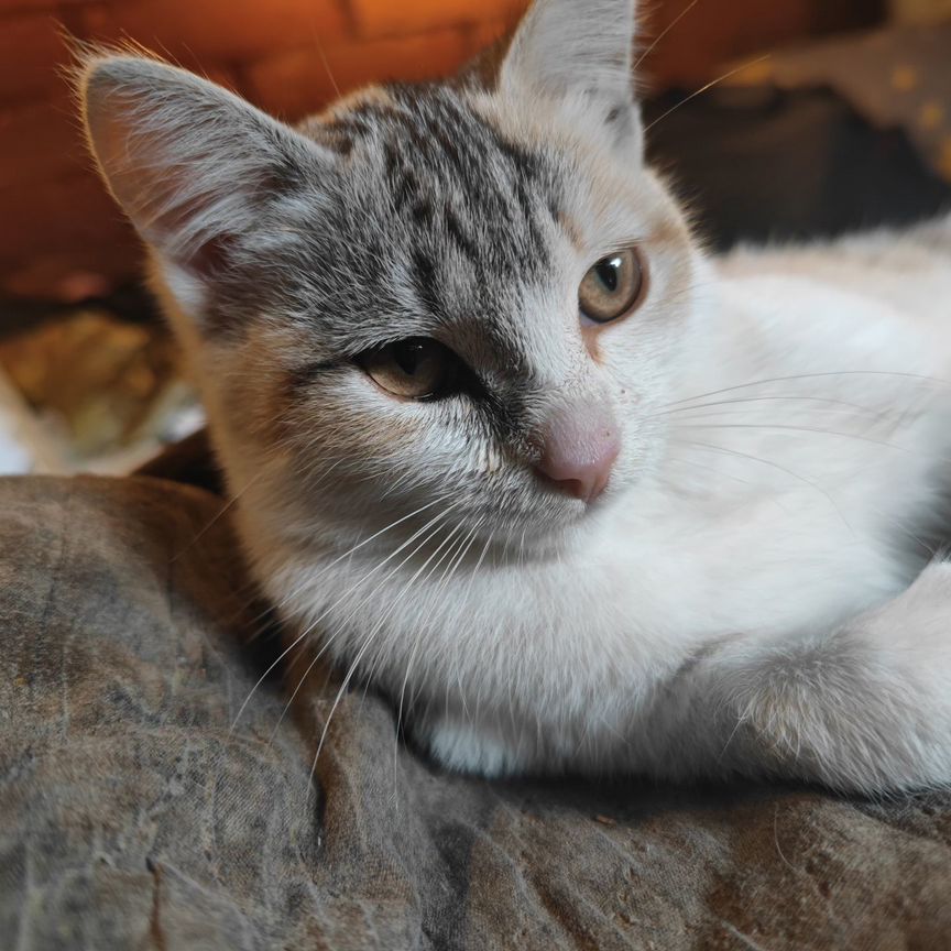 Котейка девочка котенок девочка