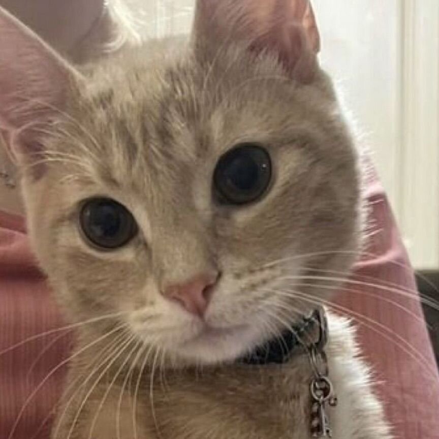 Котенок