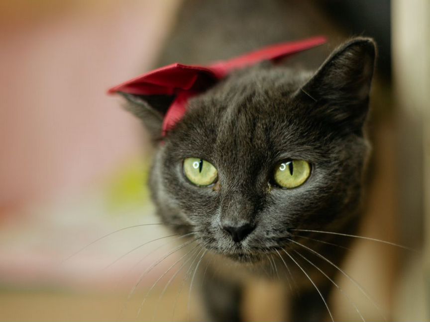 Милейшая кошечка ищет семью