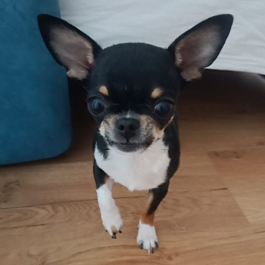 Случка собака чихуахуа мини