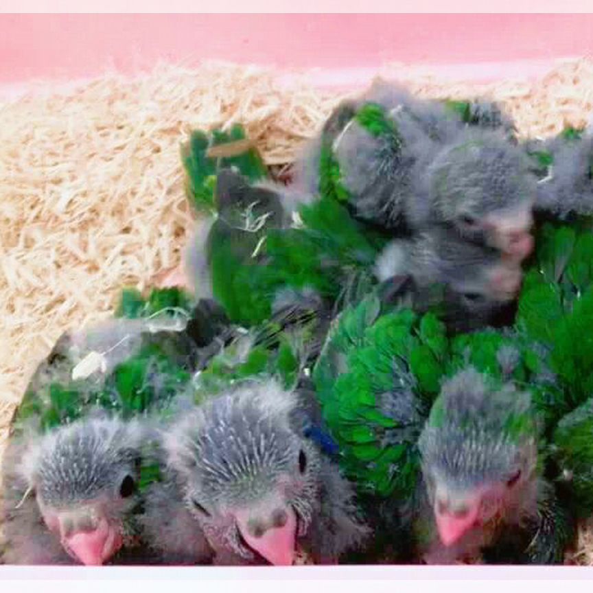 Попугай выкормыш какарик ручной