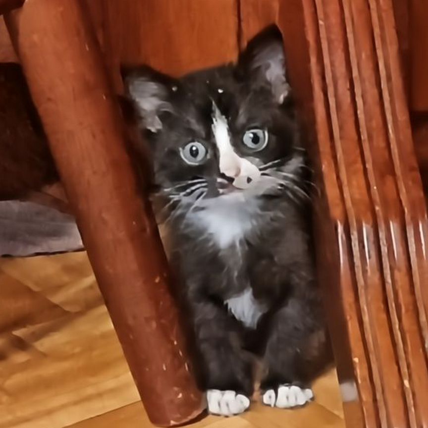 Котёнок в добрые руки