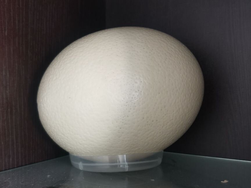 Страусиное яйцо