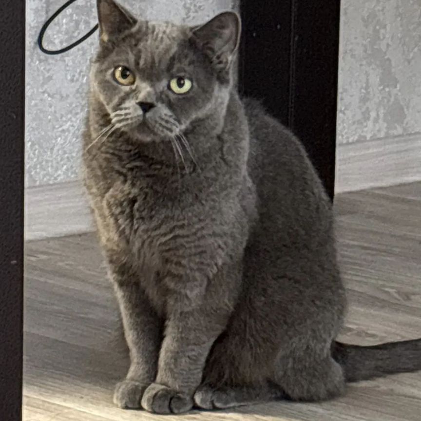 Британская короткошёрстная, взрослая кошка