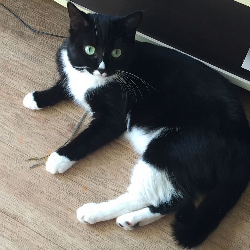 Взрослая, кошка в добрые руки