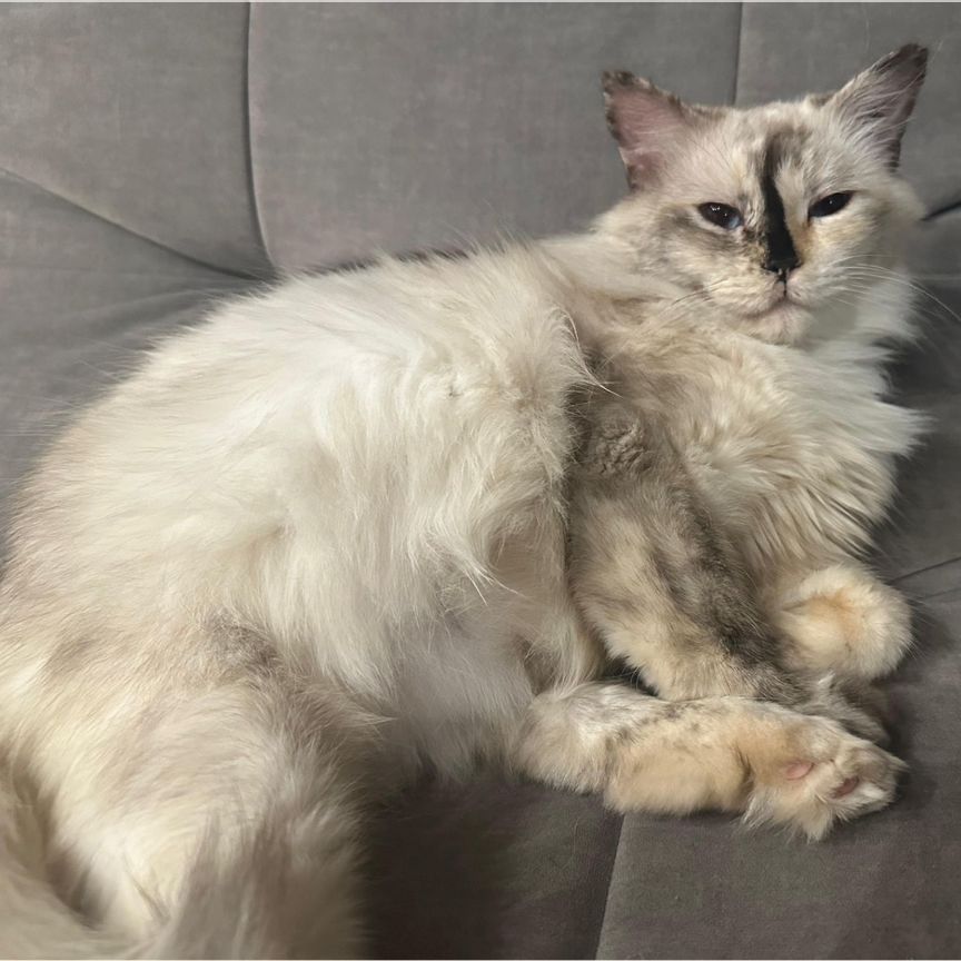 Сиамская кошка, взрослая