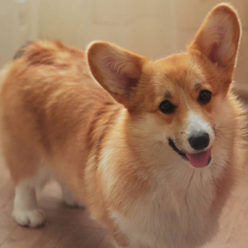 Вельш Корги Пемброк, взрослая собака