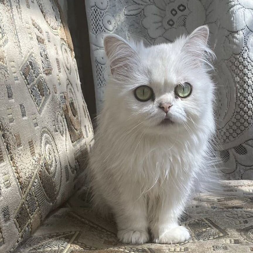 Персидская, взрослая кошка