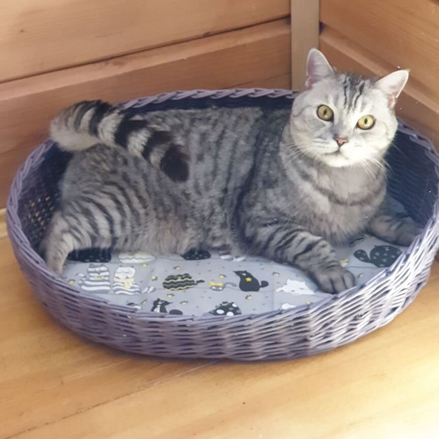 Лежанка для кошек плетеная с подушкой бу