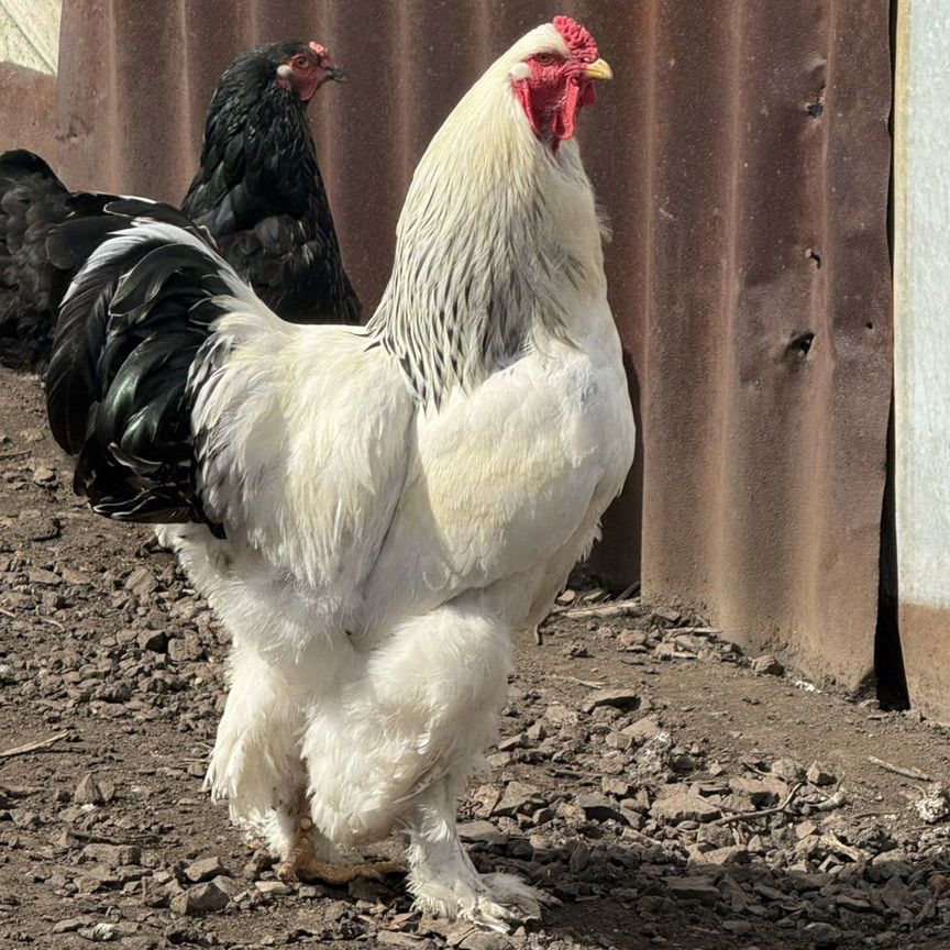 Петух брама