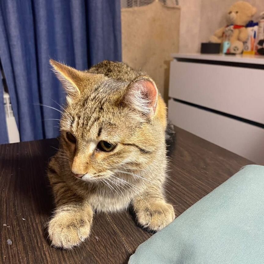 Пристраиваем котика