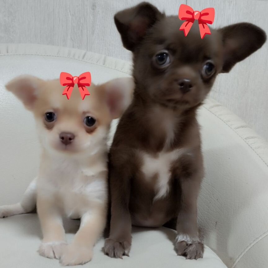 Чихуахуа, щенок