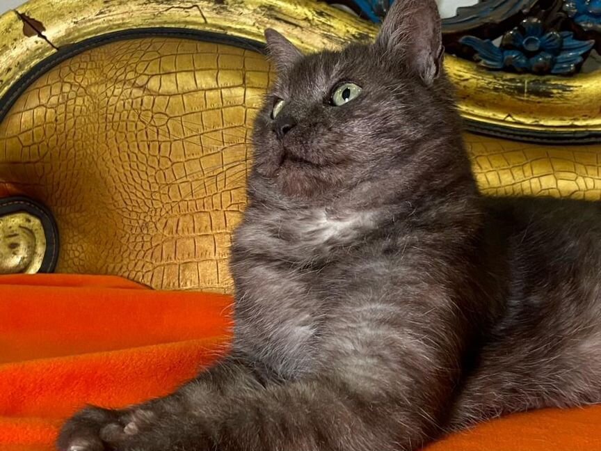 Кошечка Максимка в дар