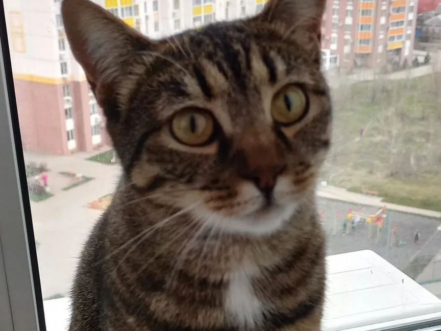 Молодая красавица ищет теплый дом