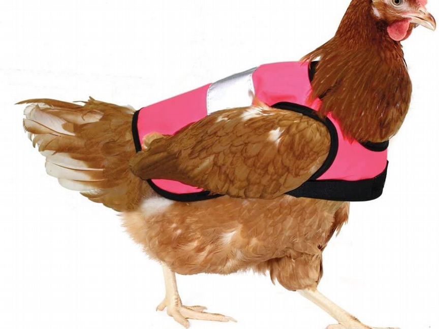 Жилет безопасности для кур