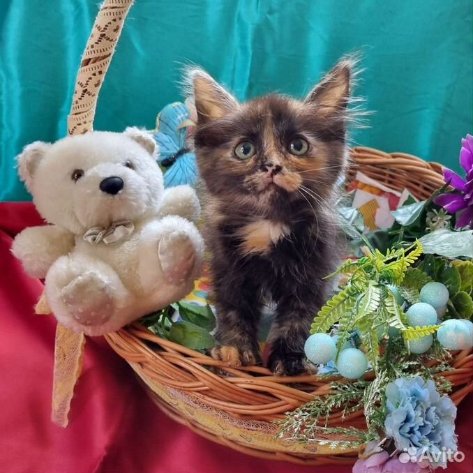 Подарю супер красотку