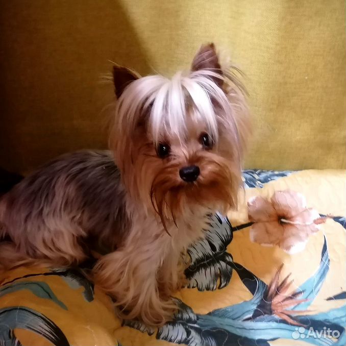 Вязка. Ожидает Жених 1,8кг. Доки РКФ