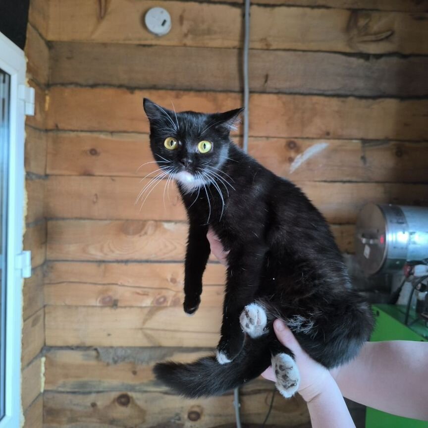 Кошечка 1 год