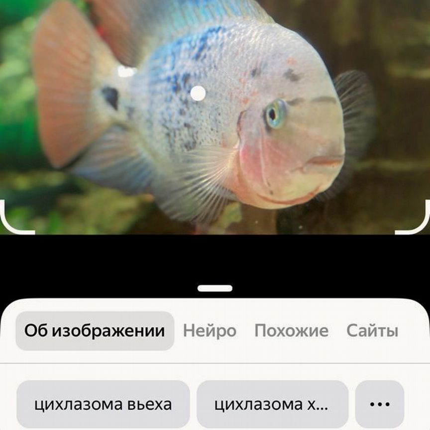 Цихлазома вьеха