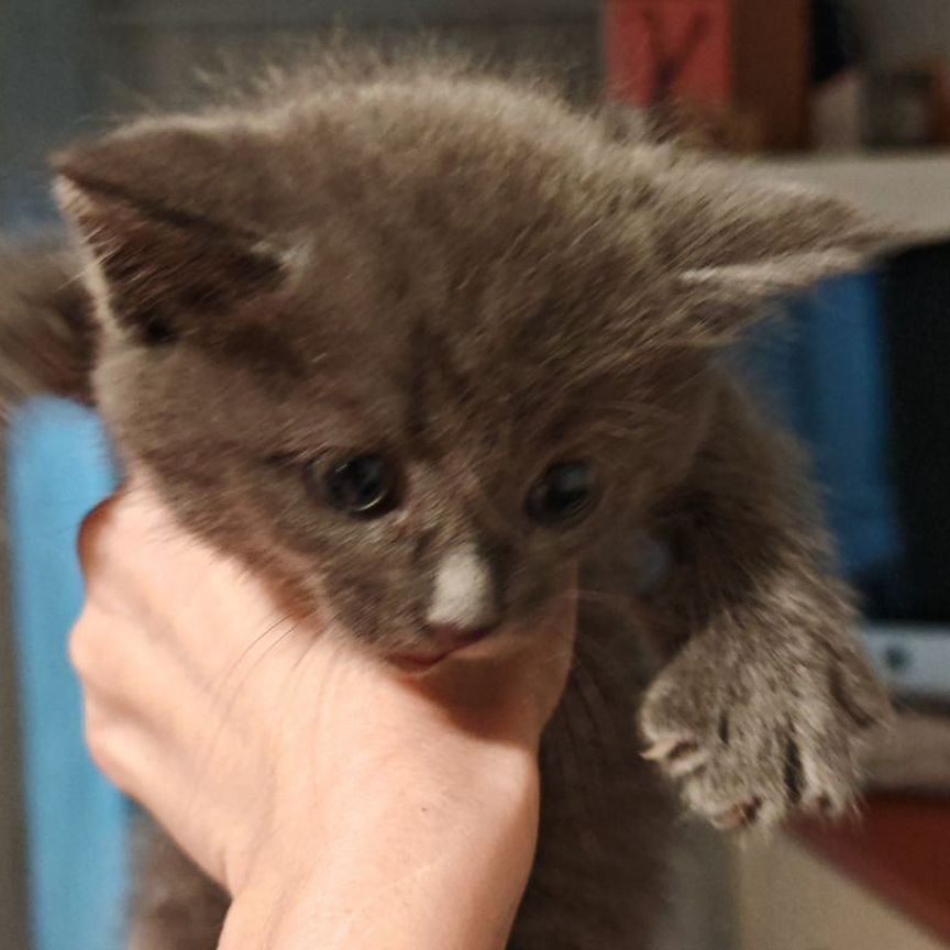 Котёнок в добрые руки