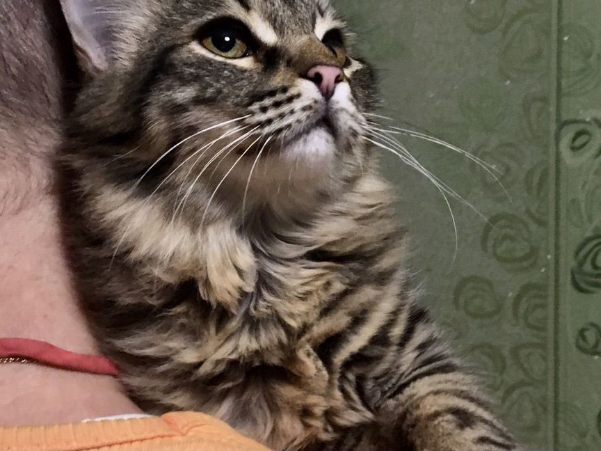 Котик в дар добрым людям