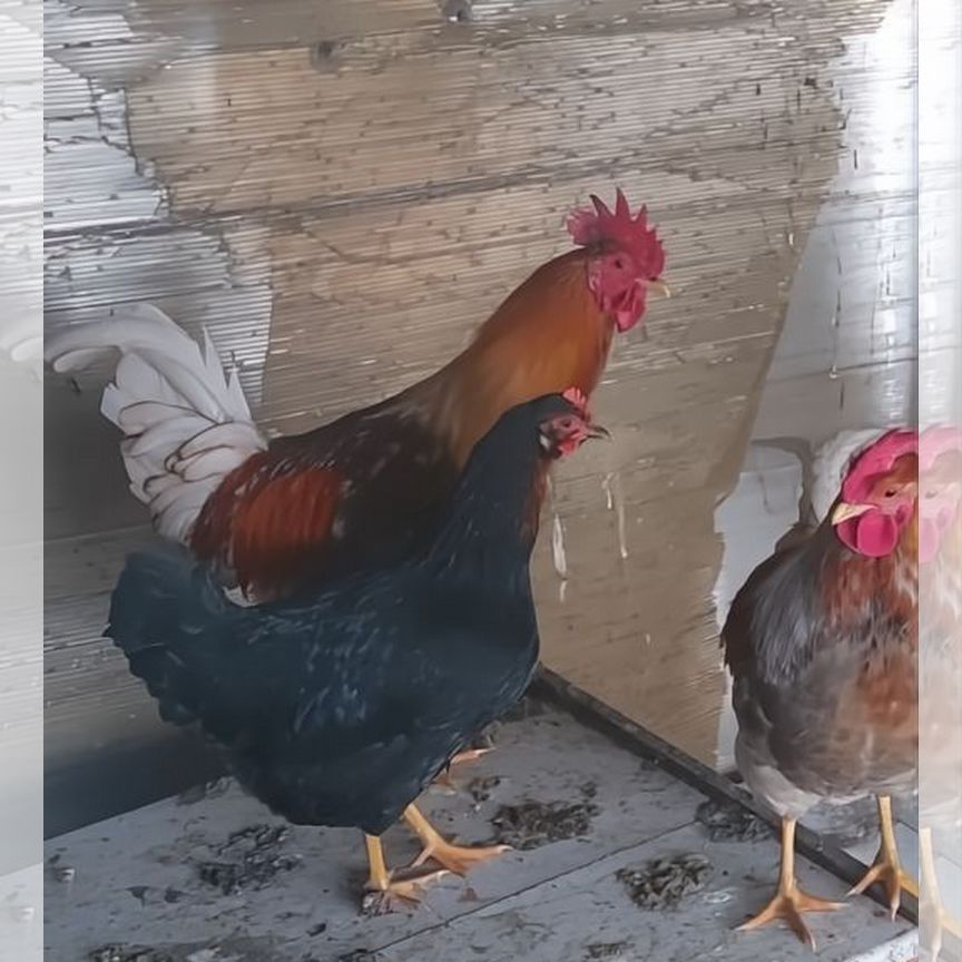 Молодые домашние петухи